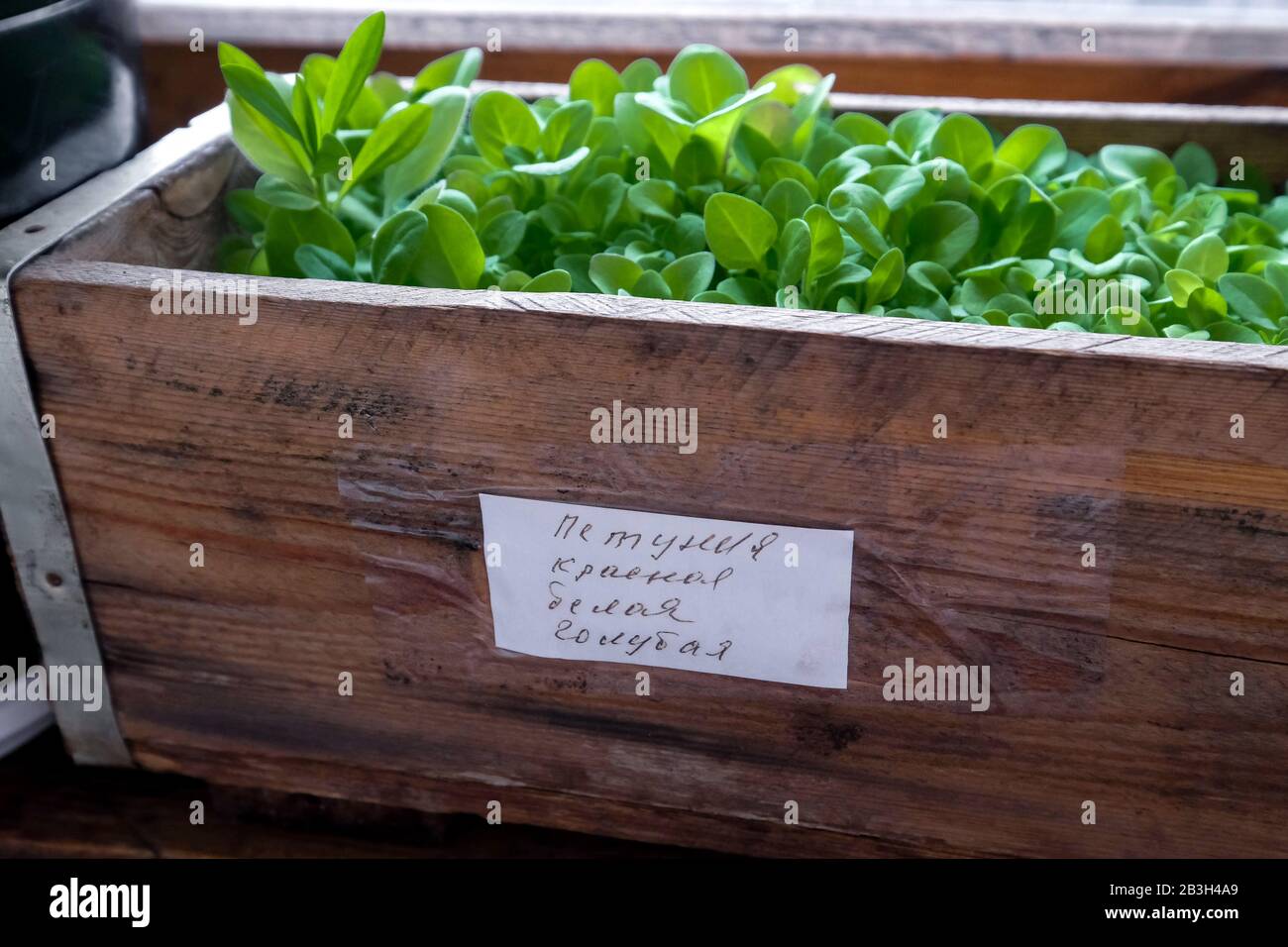 Petunia Seedlings High Resolution Stock Photography and Images - Alamy