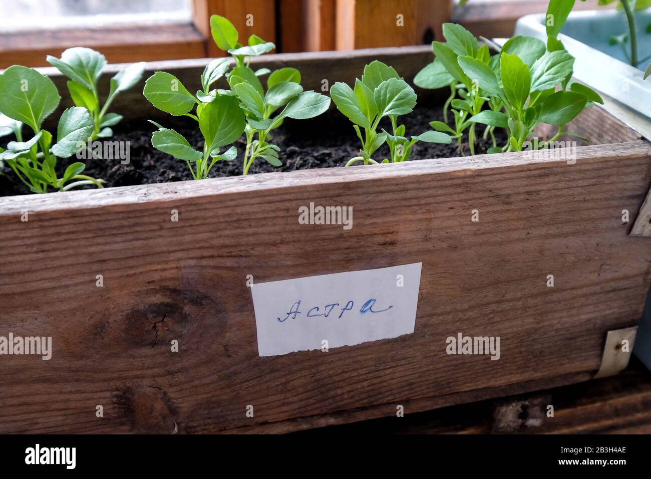 Aster seedlings in a wooden box. Young sprouts of flowers. Preparation ...