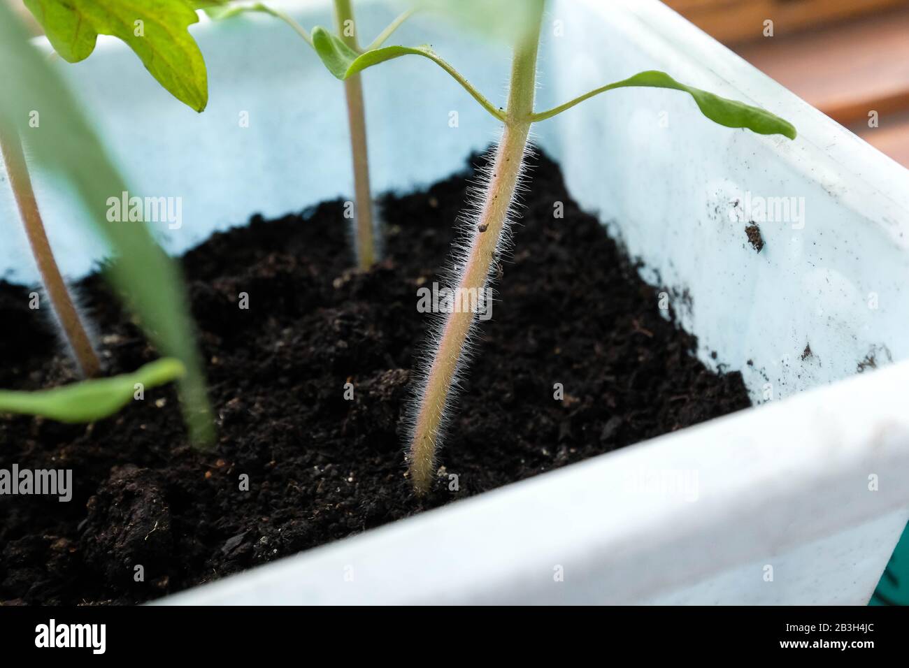 The stem of the tomato. Hairy sprout. Tomato seedlings in a box Stock ...