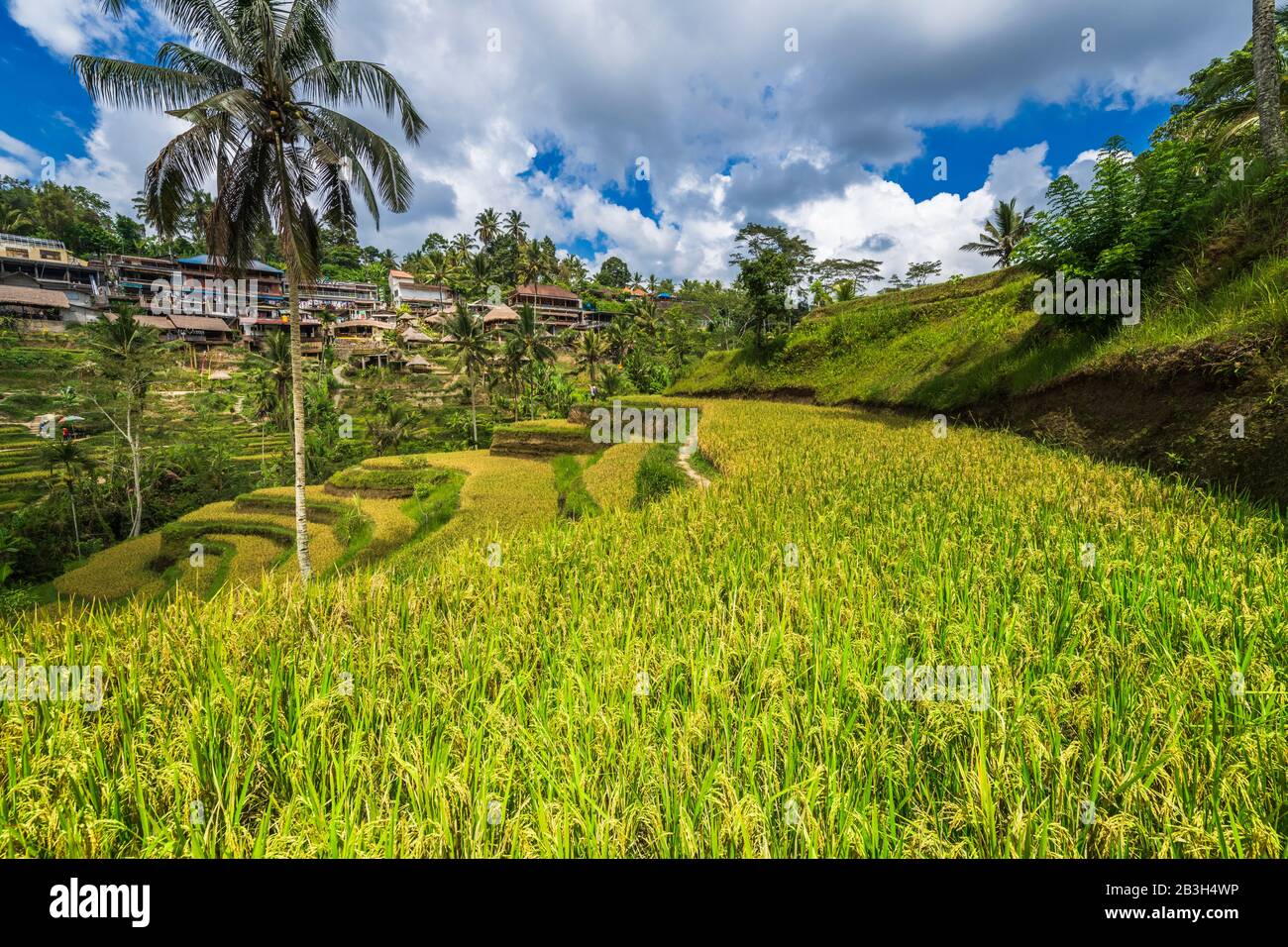 Rice fields at Tegallalang Rice Terrace, Bali, Indonesia Stock Photo ...