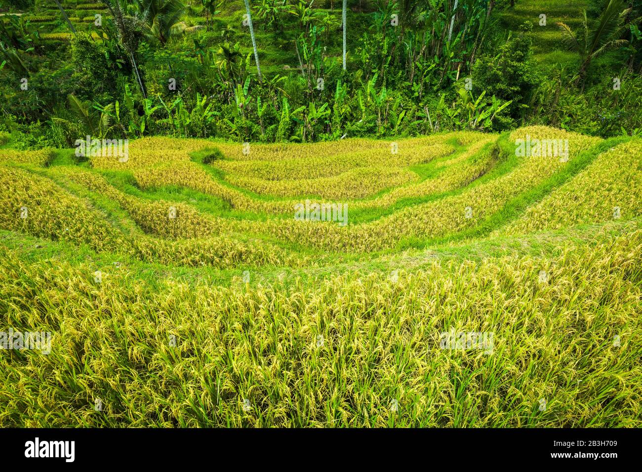 Rice fields at Tegallalang Rice Terrace, Bali, Indonesia Stock Photo ...