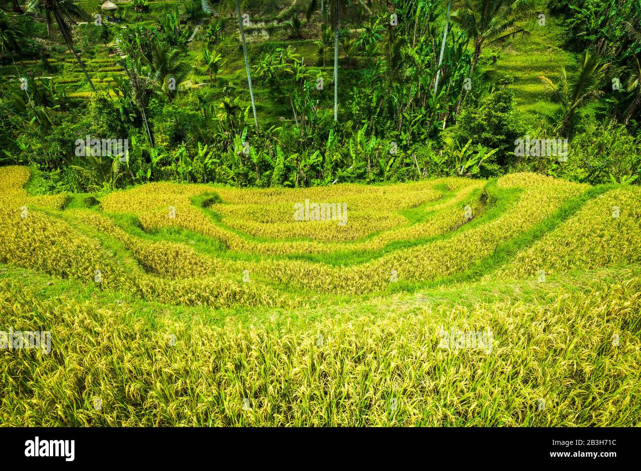Rice fields at Tegallalang Rice Terrace, Bali, Indonesia Stock Photo ...