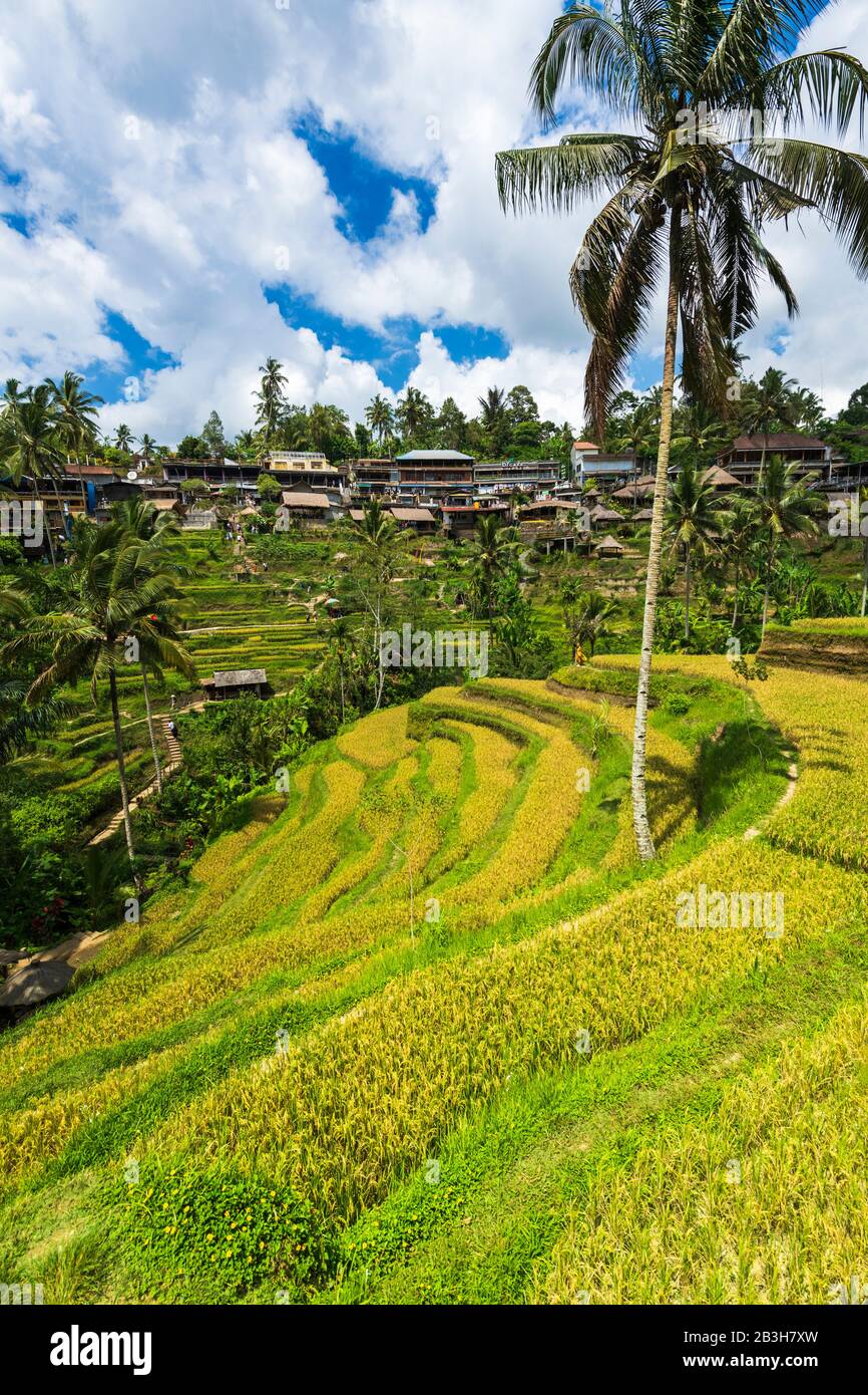 Rice fields at Tegallalang Rice Terrace, Bali, Indonesia Stock Photo ...