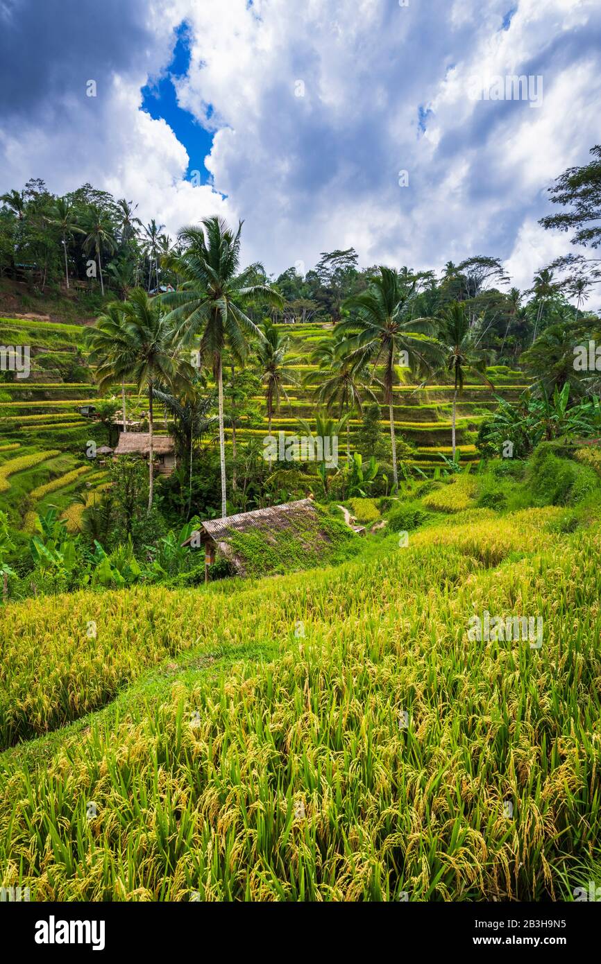 Rice fields at Tegallalang Rice Terrace, Bali, Indonesia Stock Photo ...