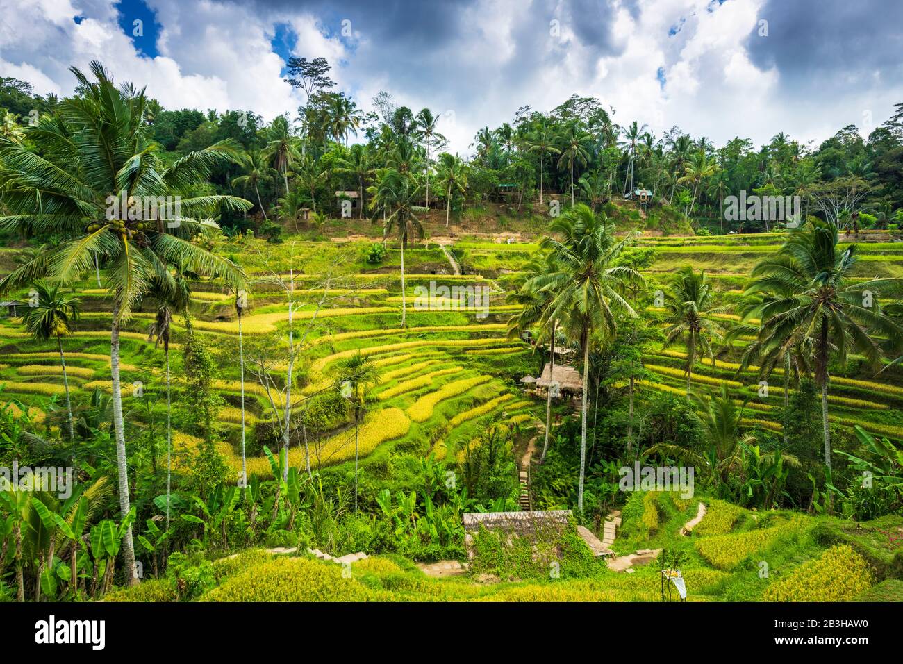 Rice fields at Tegallalang Rice Terrace, Bali, Indonesia Stock Photo ...
