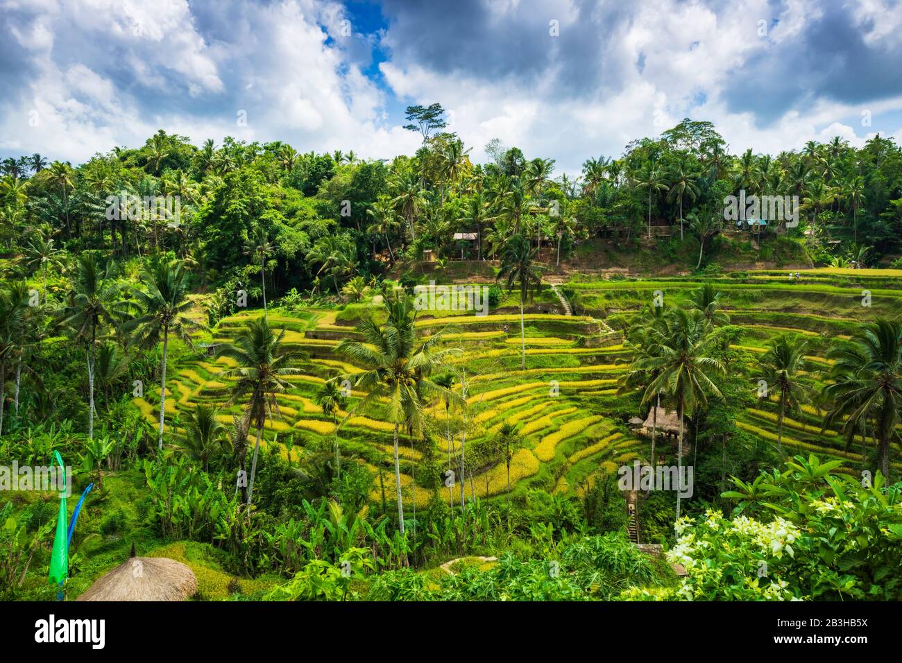 Rice fields at Tegallalang Rice Terrace, Bali, Indonesia Stock Photo ...
