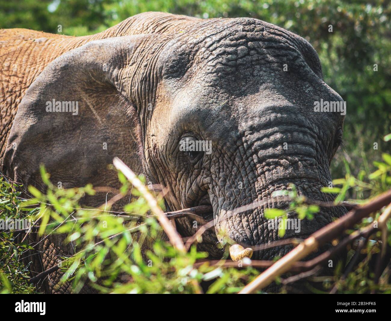 Elephant skin texture hi-res stock photography and images - Alamy