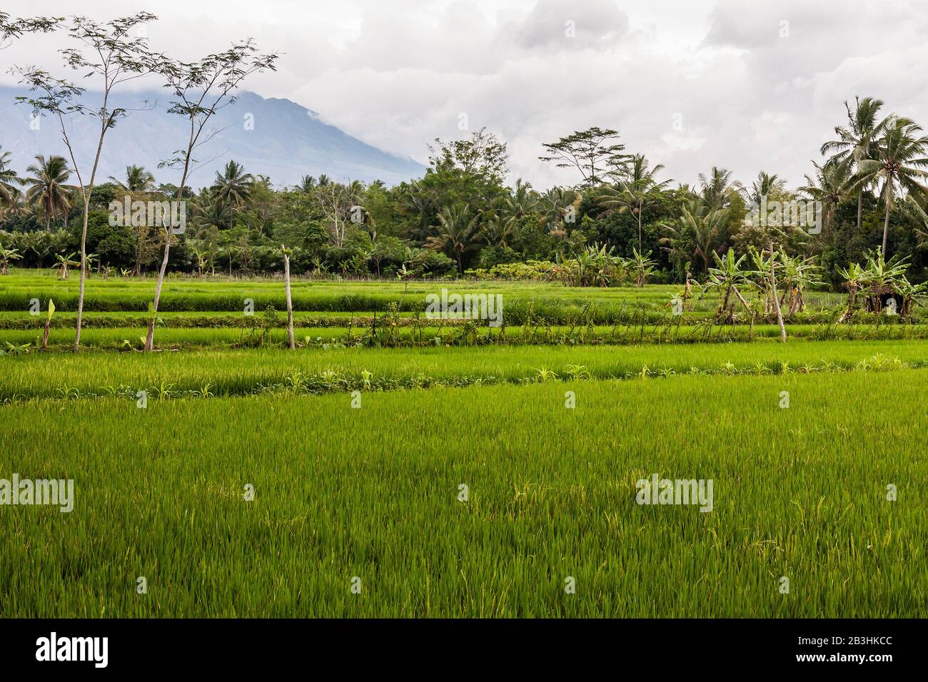 Rice checks in Central Java, Indonesia Stock Photo - Alamy