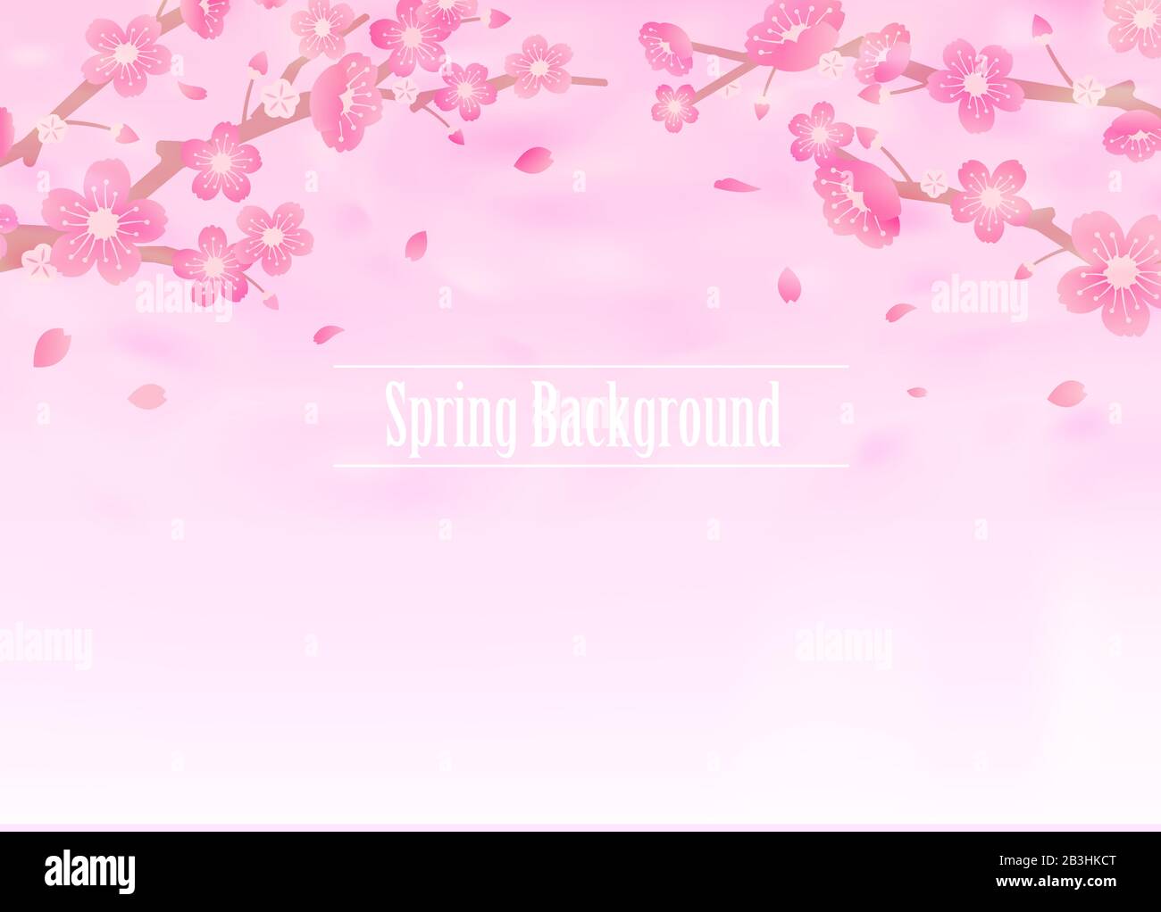 Cherry blossoms background illustration ( spring season theme Stock ...