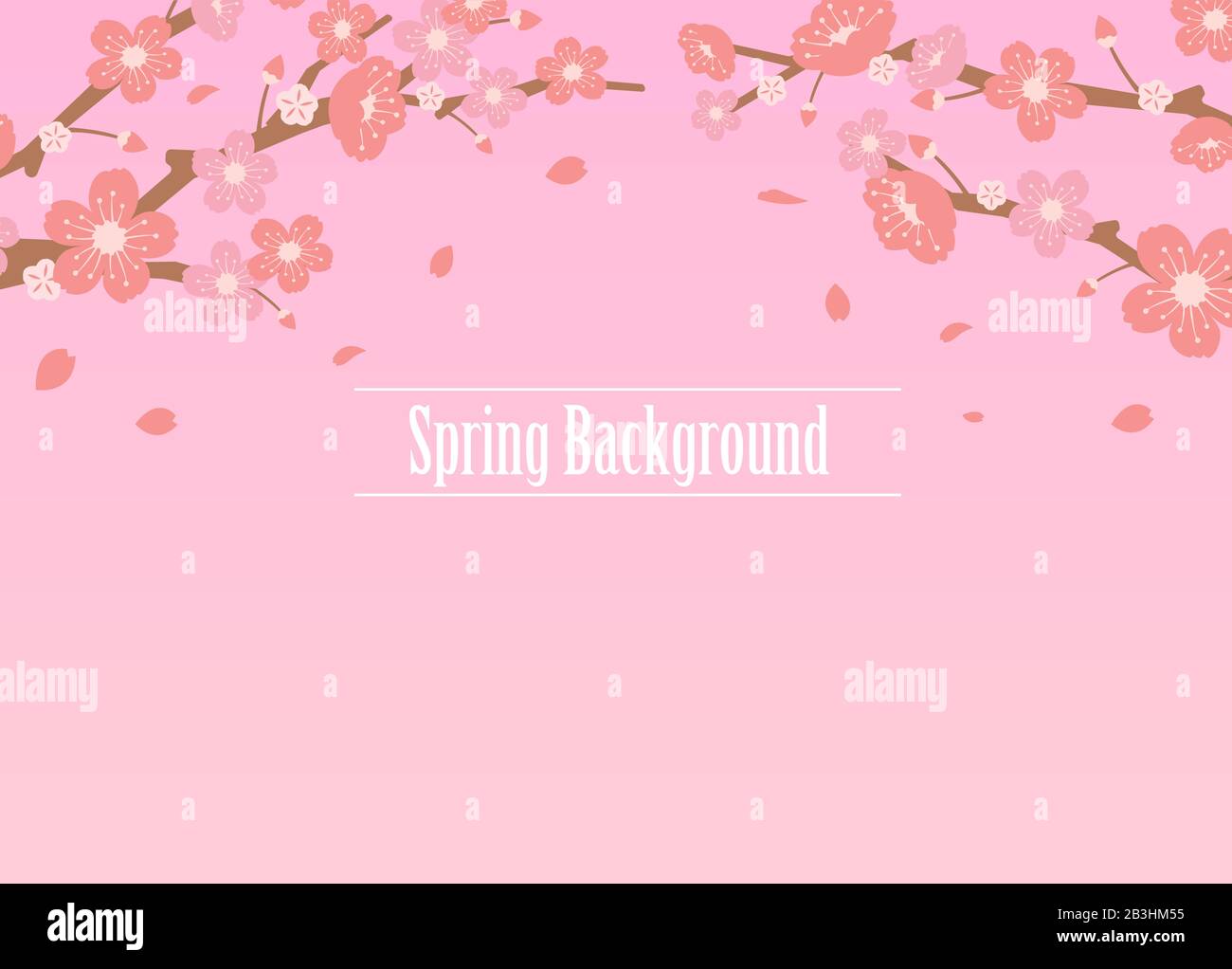 Cherry blossoms background illustration ( spring season theme Stock ...