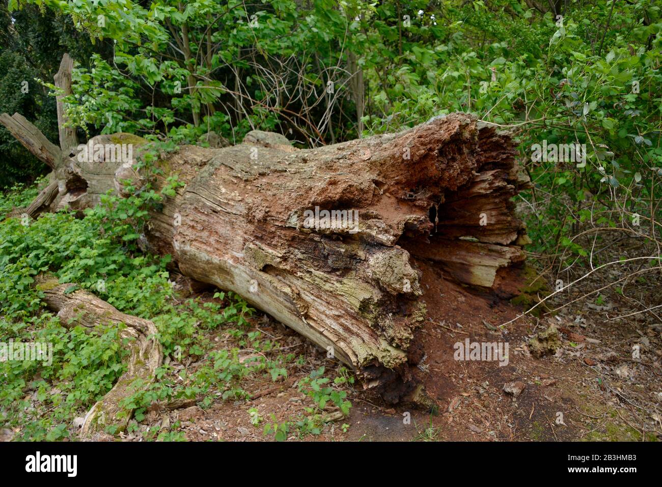 Toter baumstumpf hi-res stock photography and images - Alamy