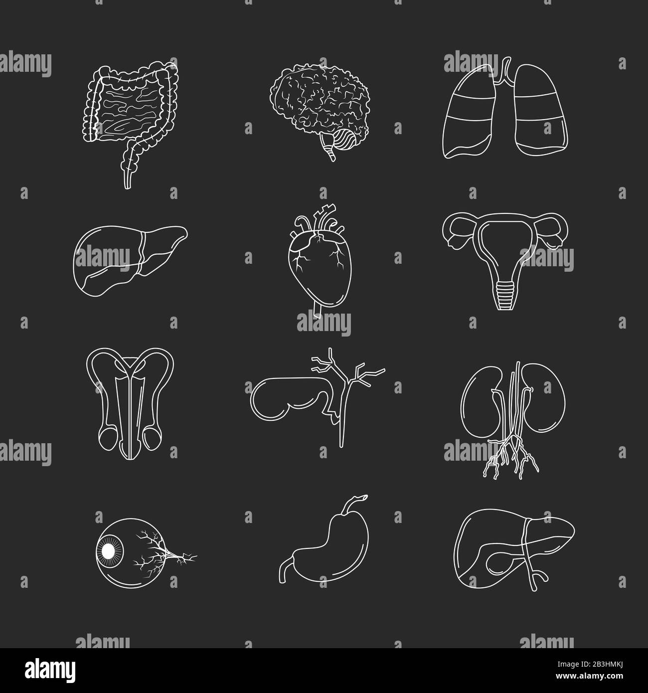 Illustration of Human Internal Organs Anatomy thin line set set ...