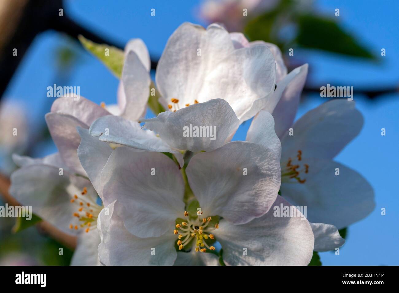Beautiful cherry blossom in spring time over blue sky Stock Photo - Alamy