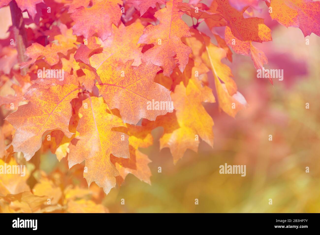 Oak tree branch with colorful leaves in the autumn forest. Autumn ...