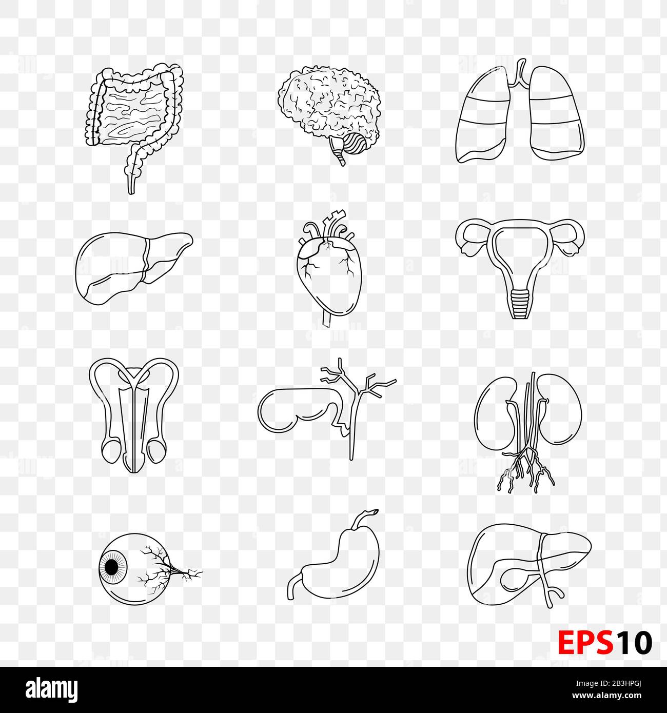 Illustration of Human Internal Organs Anatomy thin line set set ...