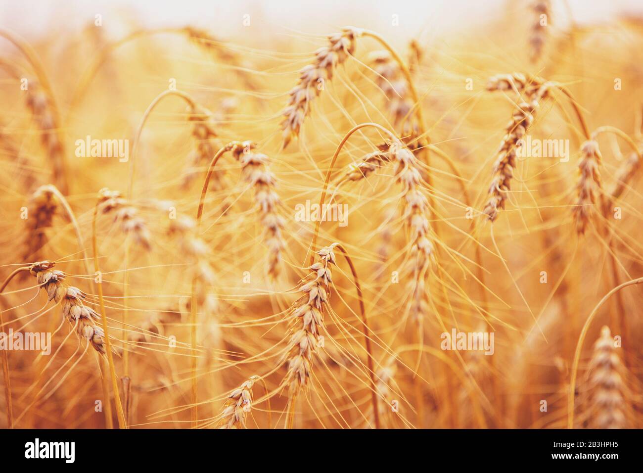 Golden wheat field at sunset. Beautiful nature background Stock Photo ...