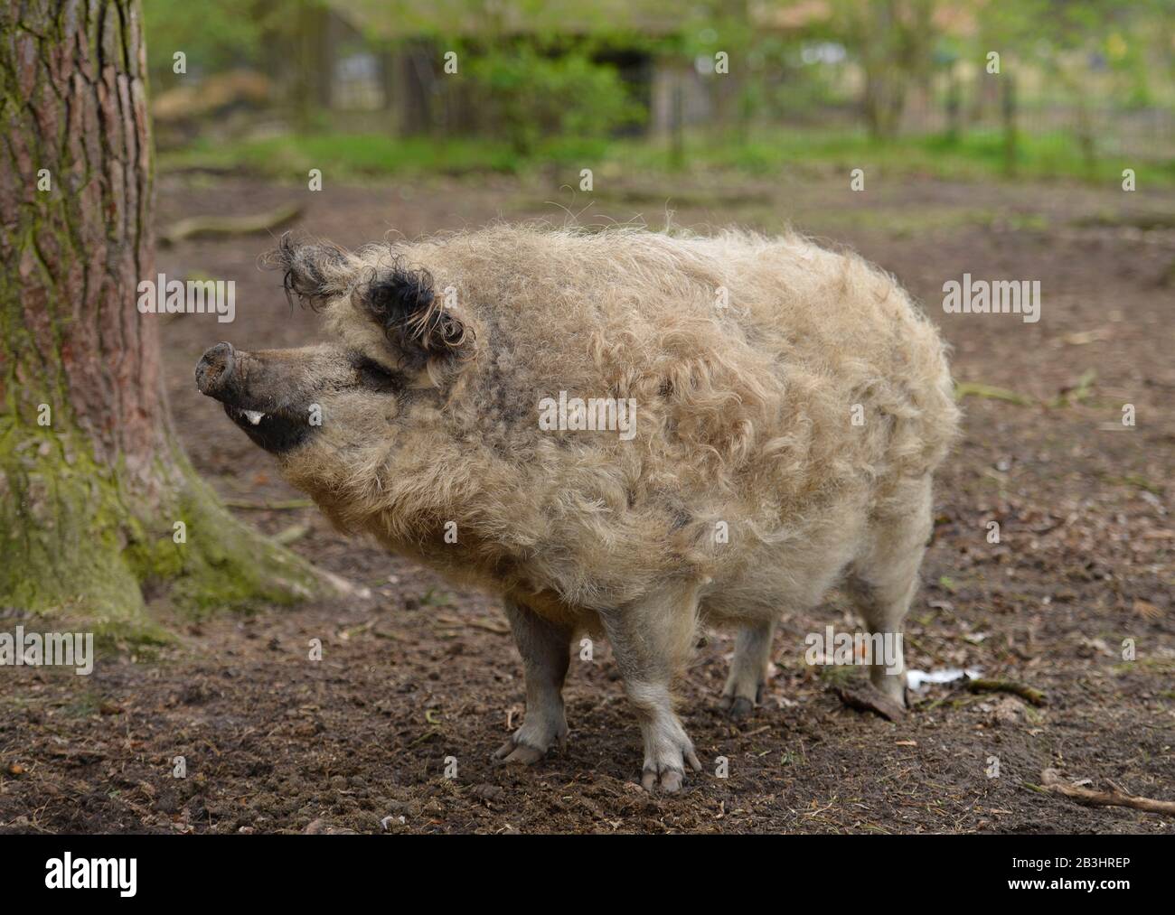 Mangalitza-Wollschwein, Wildpark, Gross Schoenebeck, Schorfheide ...