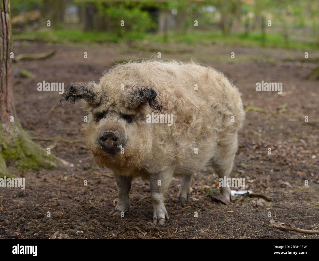 Mangalitza-Wollschwein, Wildpark, Gross Schoenebeck, Schorfheide ...