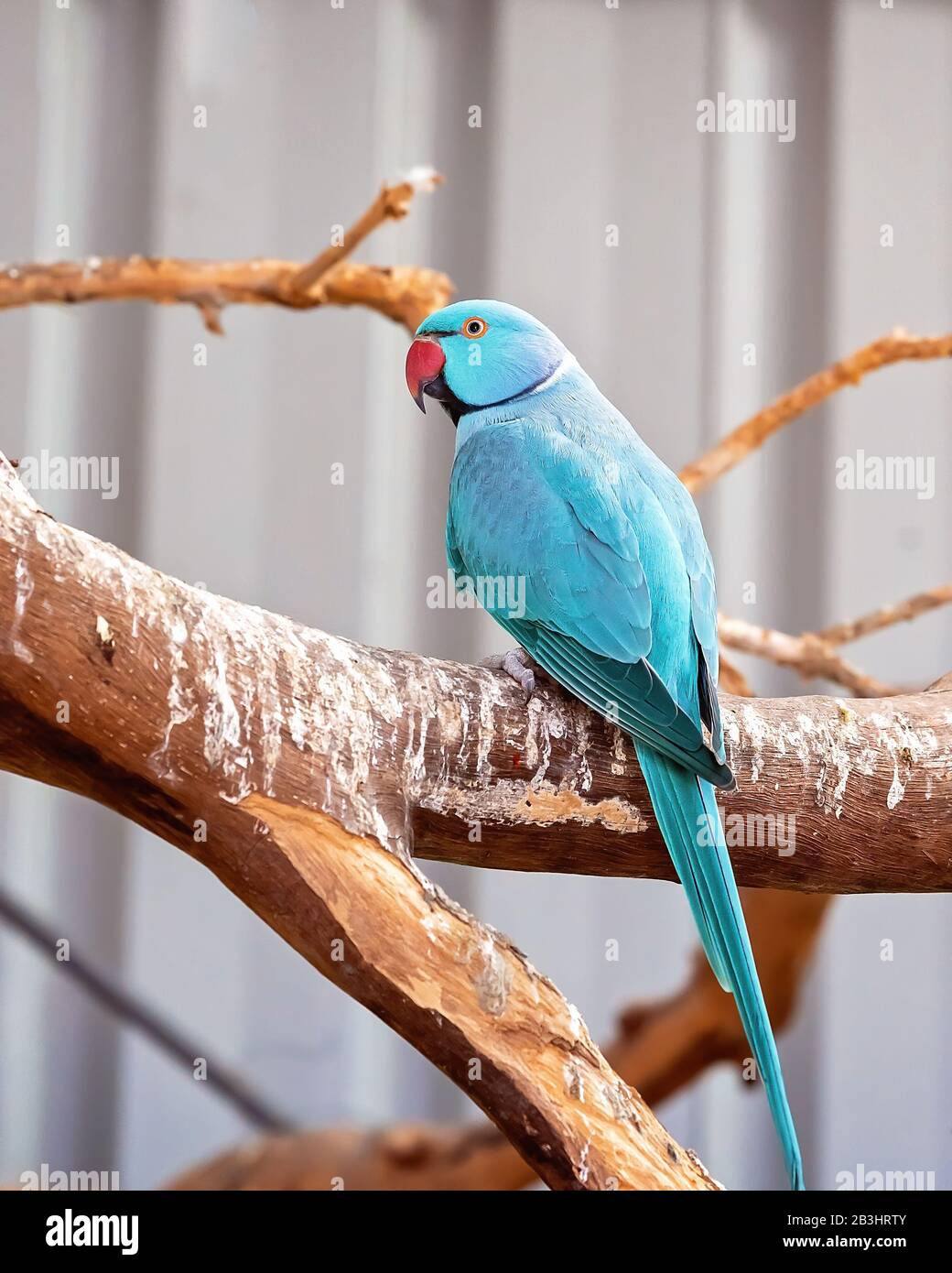 A blue male ring-necked parrot sitting on his perch Stock Photo - Alamy