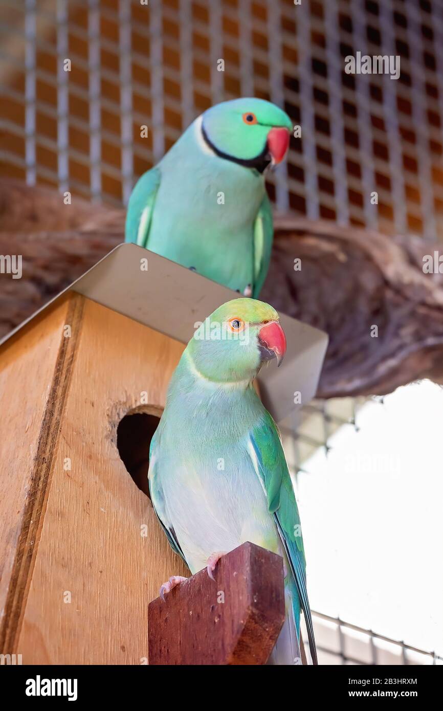 Female ring neck parrot hi-res stock photography and images - Alamy