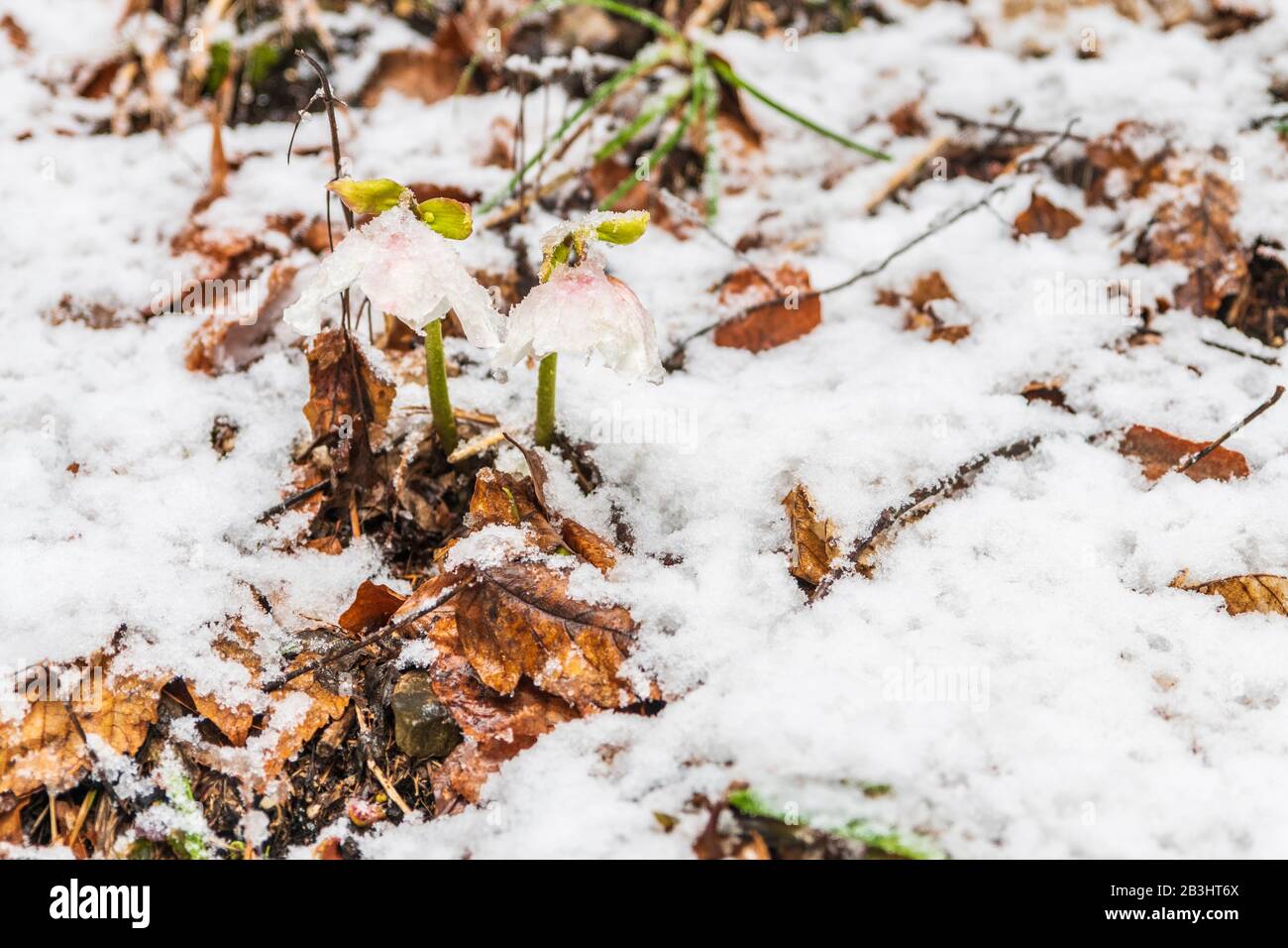 Magic of winter. Hellebore sticking out of the snow Stock Photo - Alamy