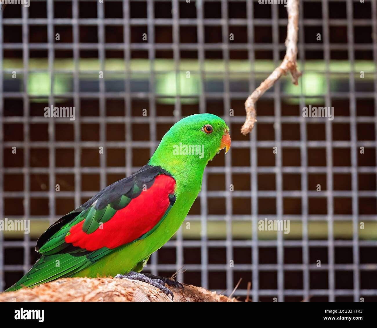 A red-winged parrot sitting on a perch in its cage Stock Photo - Alamy