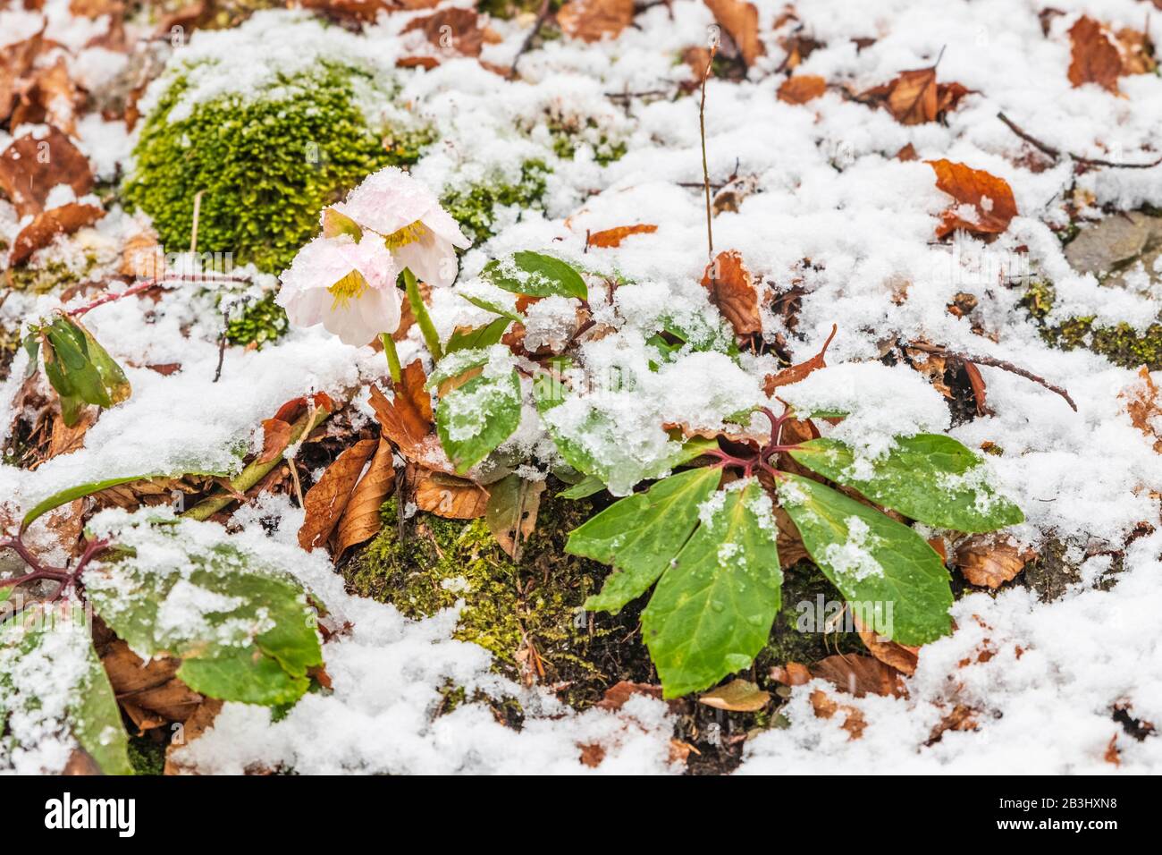 White and crimson hellebore hi-res stock photography and images - Alamy