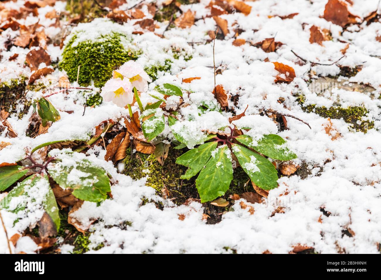 White and crimson hellebore hi-res stock photography and images - Alamy