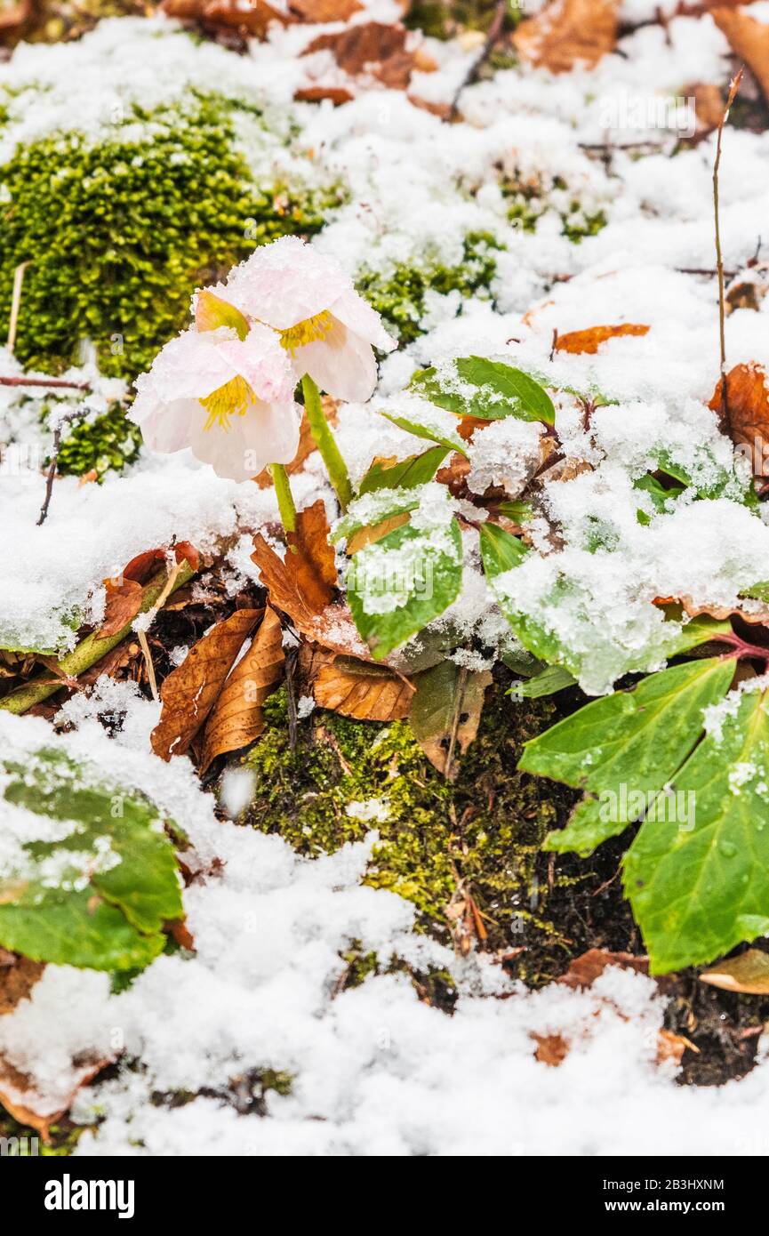 White and crimson hellebore hi-res stock photography and images - Alamy