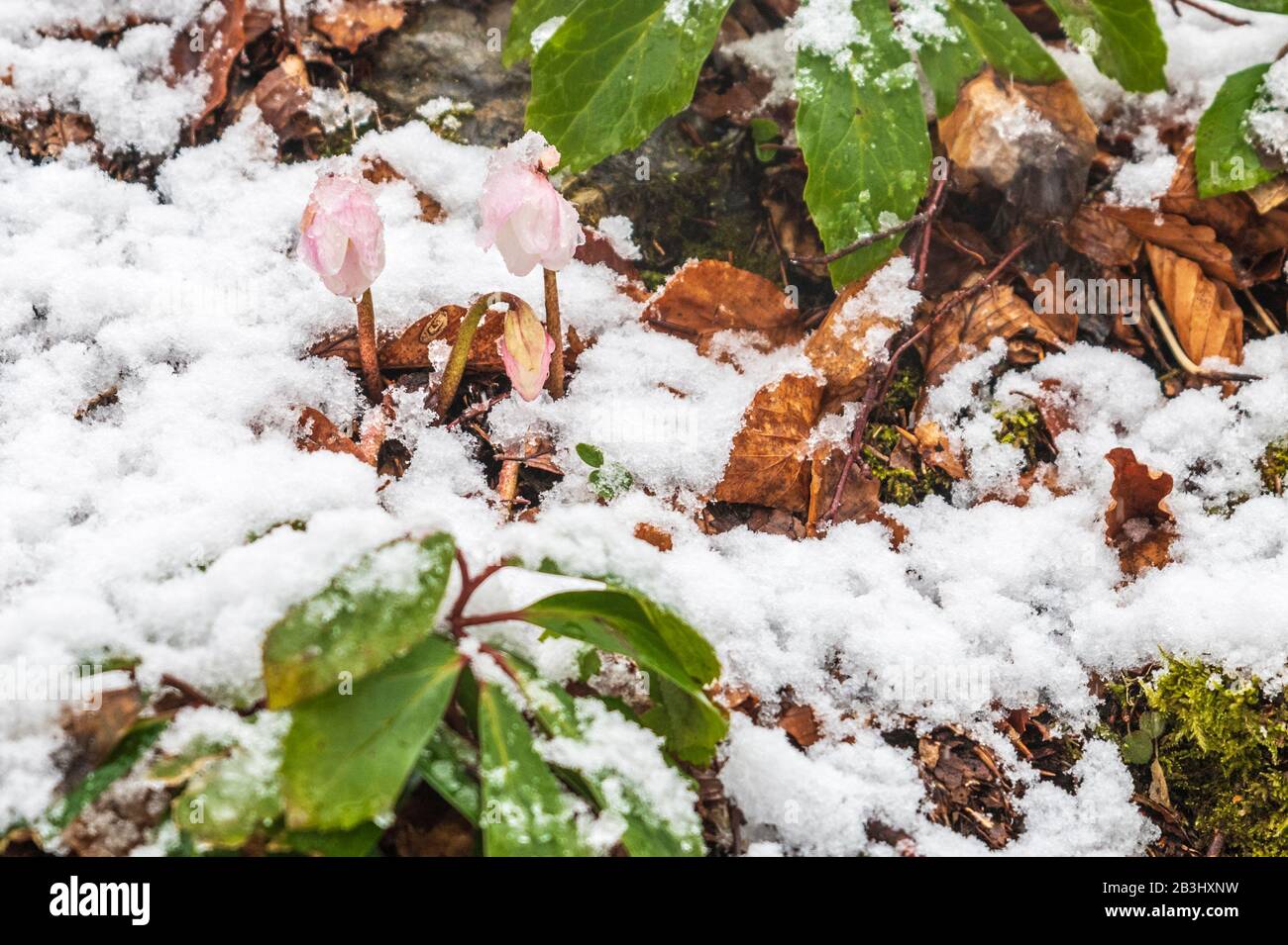 White and crimson hellebore hi-res stock photography and images - Alamy