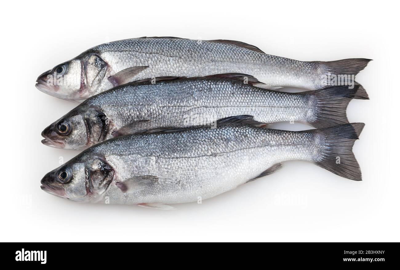 Seabasses isolated on white background with clipping path Stock Photo ...