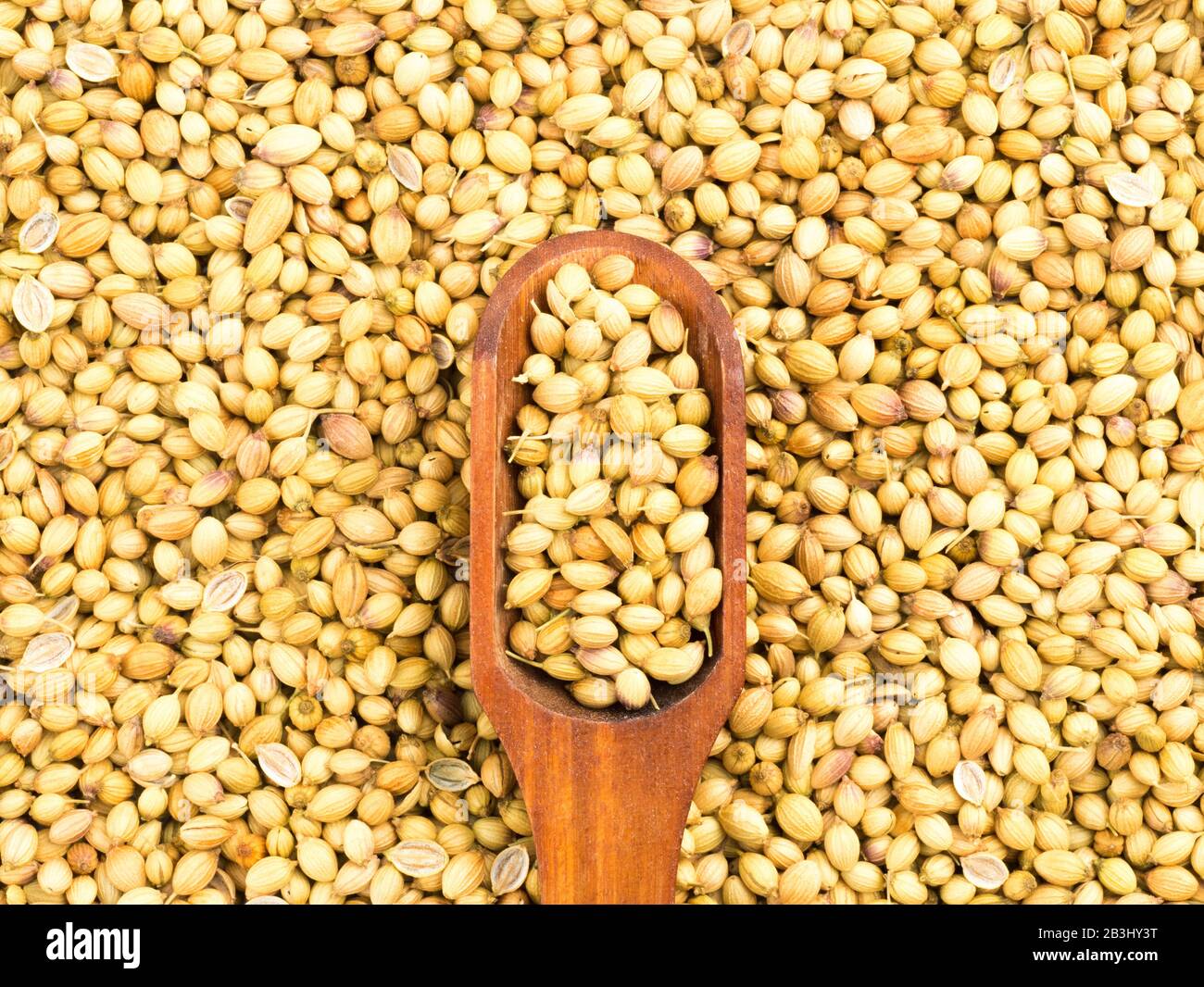 Spice coriander (Coriandrum sativum) in wooden scoop on coriander ...