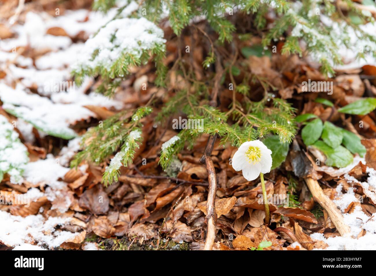 Magic of winter. Hellebore sticking out of the snow Stock Photo - Alamy