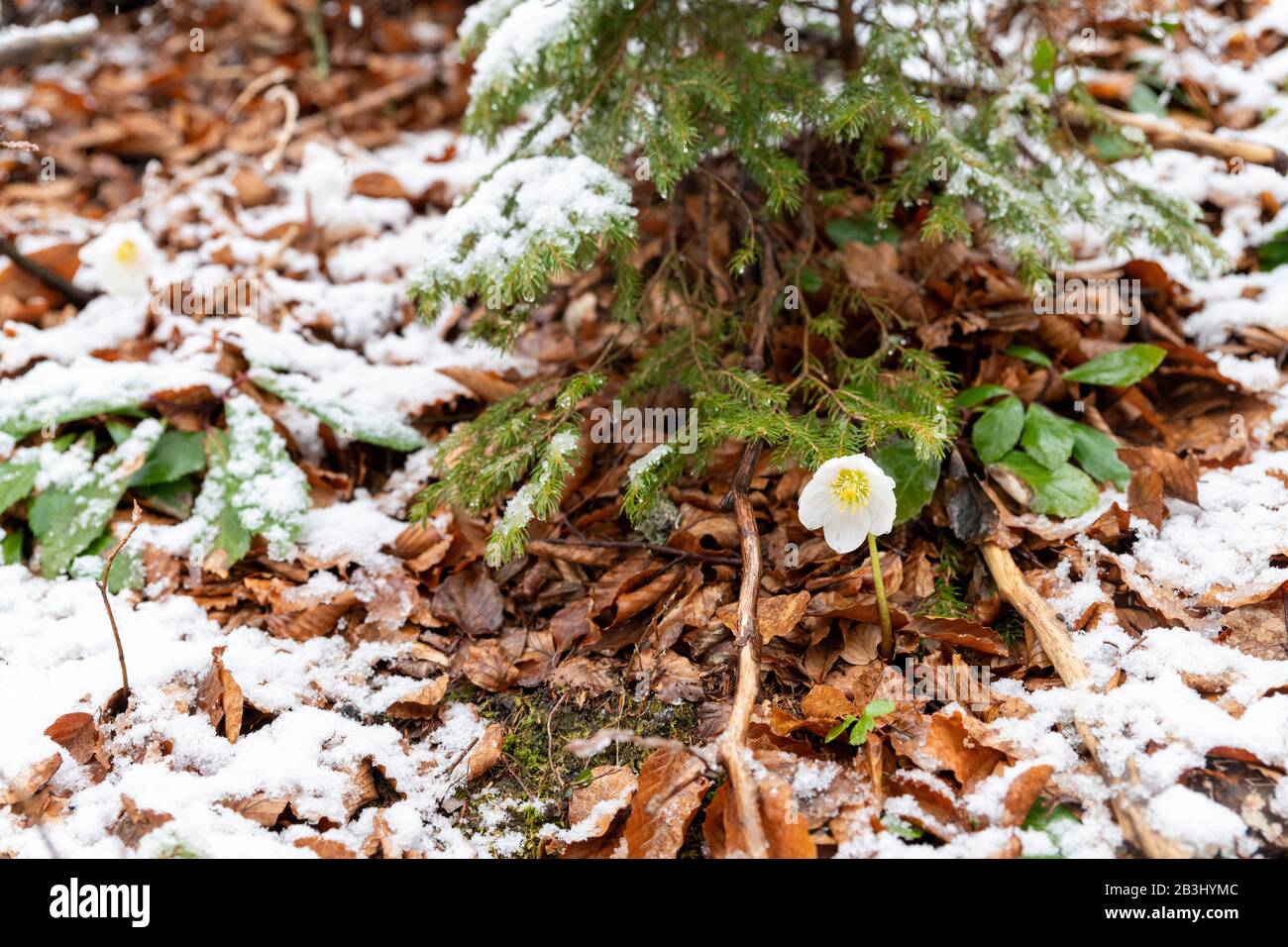 White and crimson hellebore hi-res stock photography and images - Alamy
