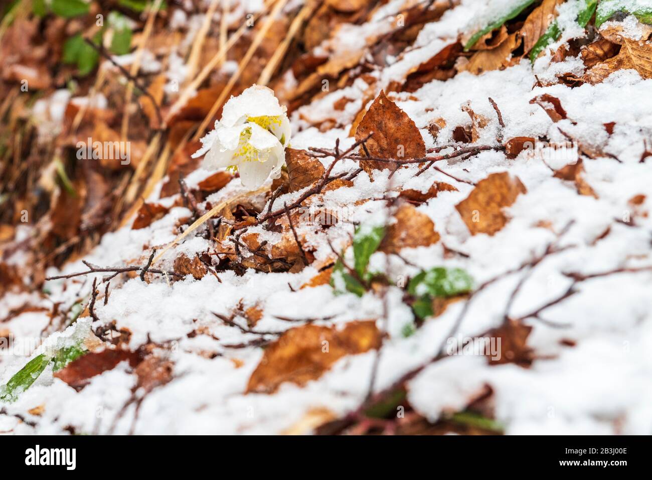 White and crimson hellebore hi-res stock photography and images - Alamy
