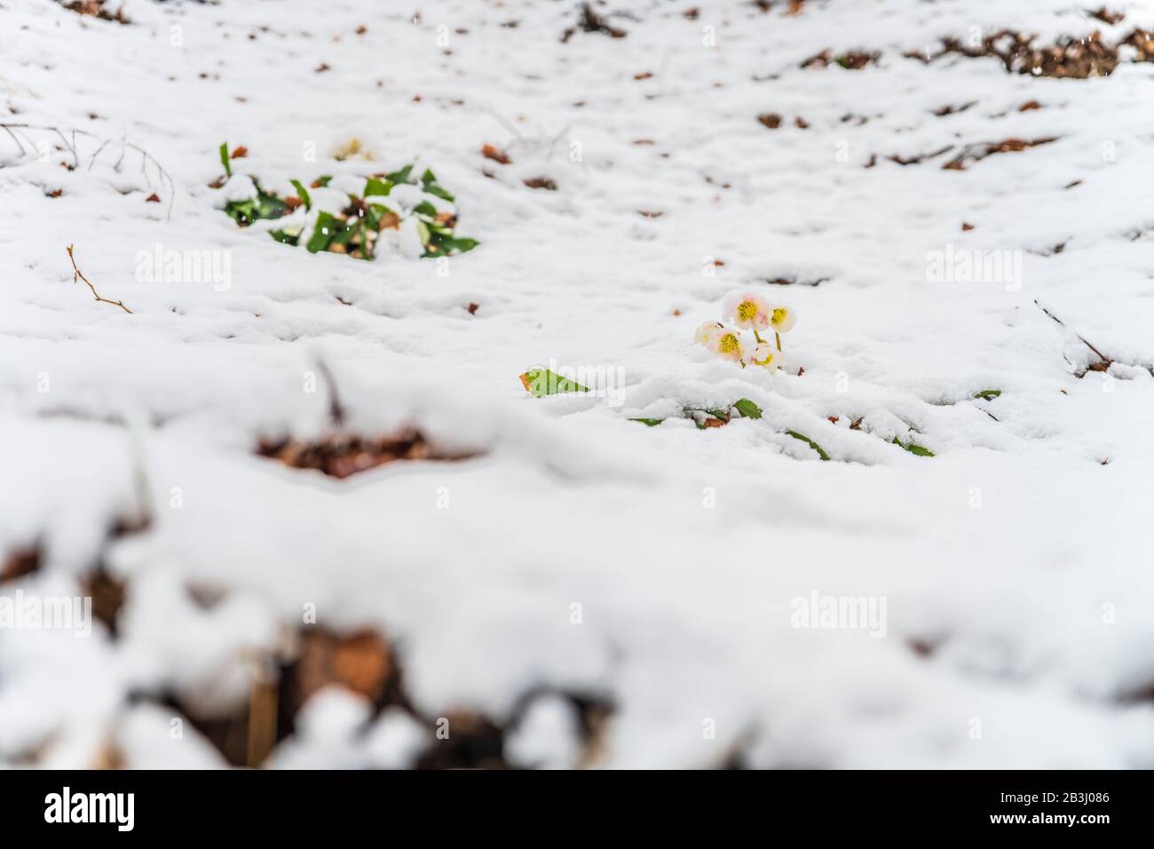 White and crimson hellebore hi-res stock photography and images - Alamy