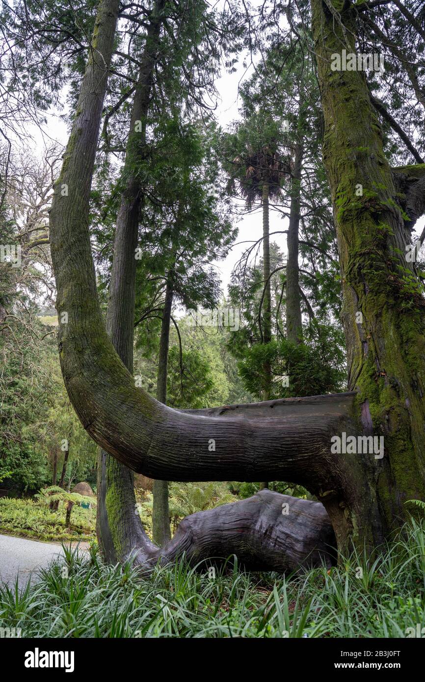 The large, black tree trunks of the Western Red Cedar tree along the ...