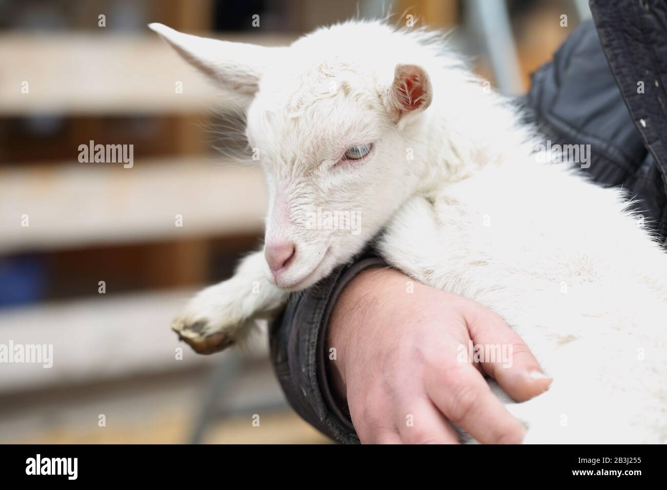 White goatling on the street Stock Photo - Alamy