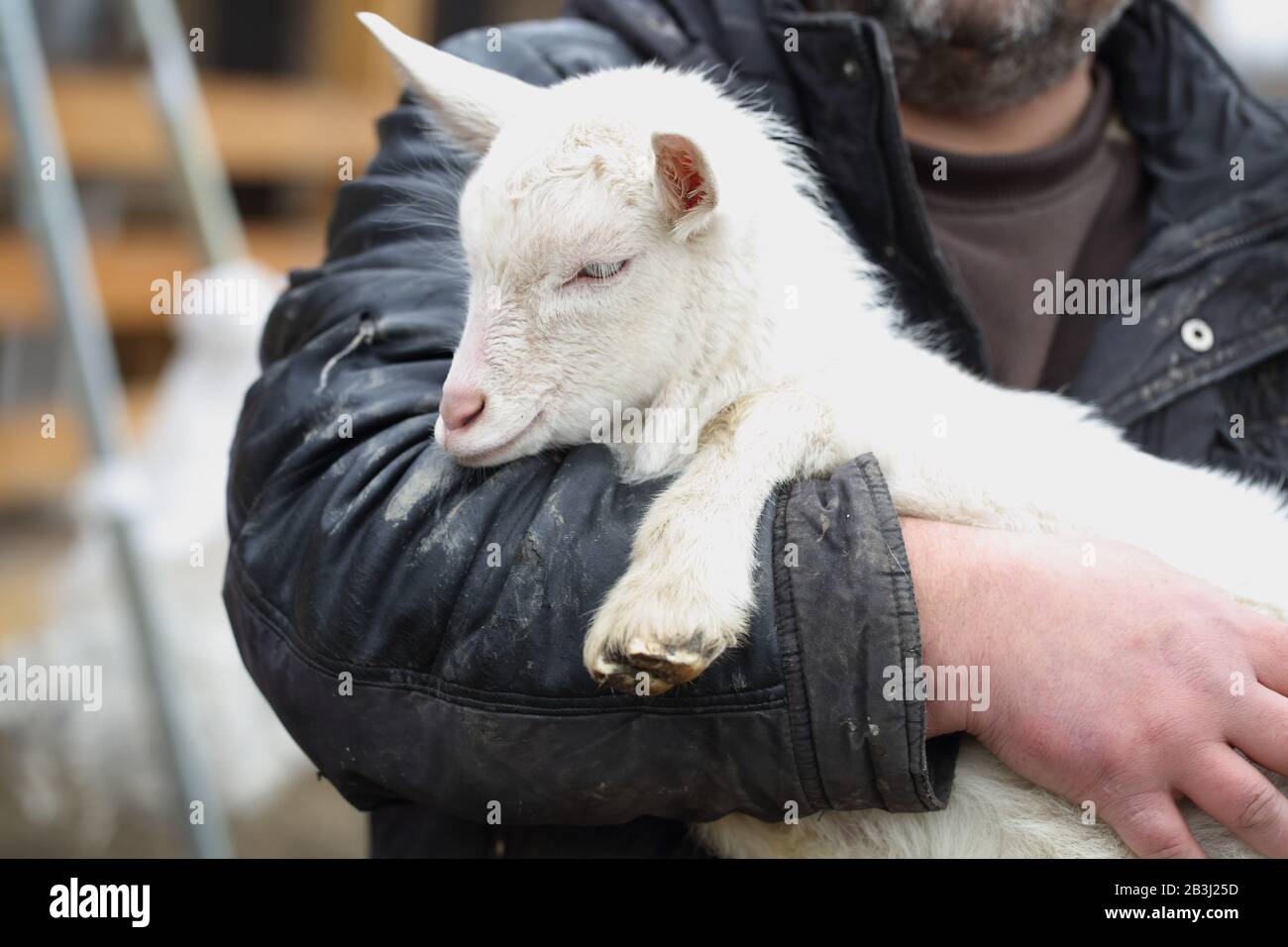 White goatling on the street Stock Photo - Alamy