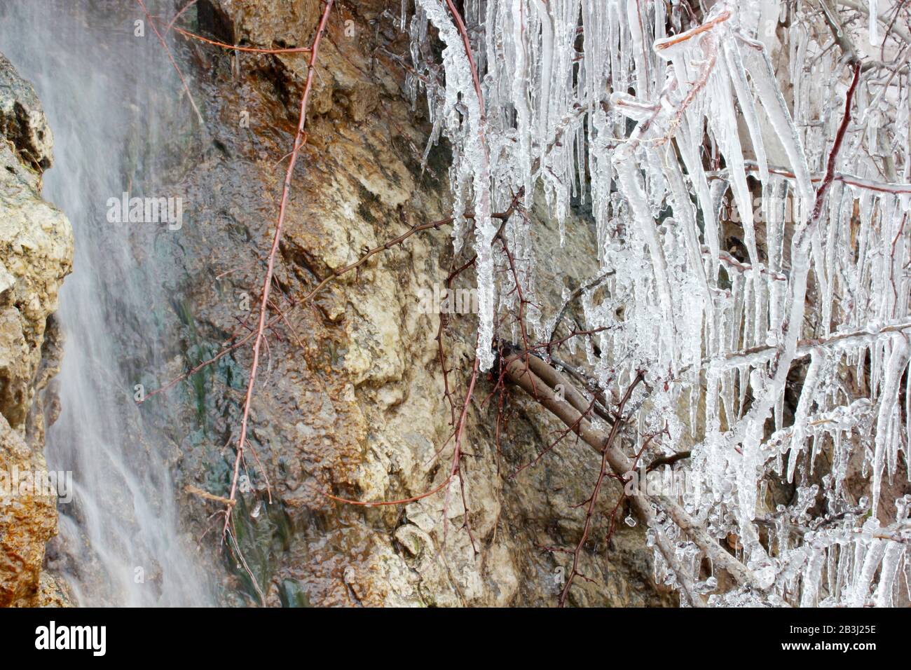 Icicles on a tree branch Stock Photo - Alamy