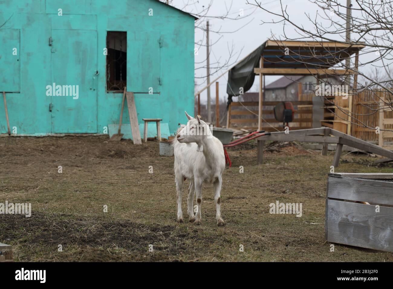 White Russian goat on the street Stock Photo - Alamy