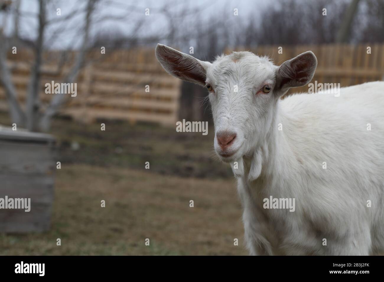 White Russian goat on the street Stock Photo - Alamy