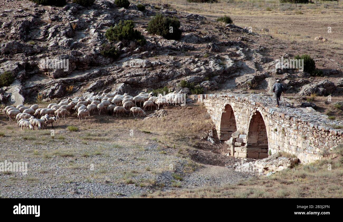 old stone bridge and herd of sheep Stock Photo - Alamy