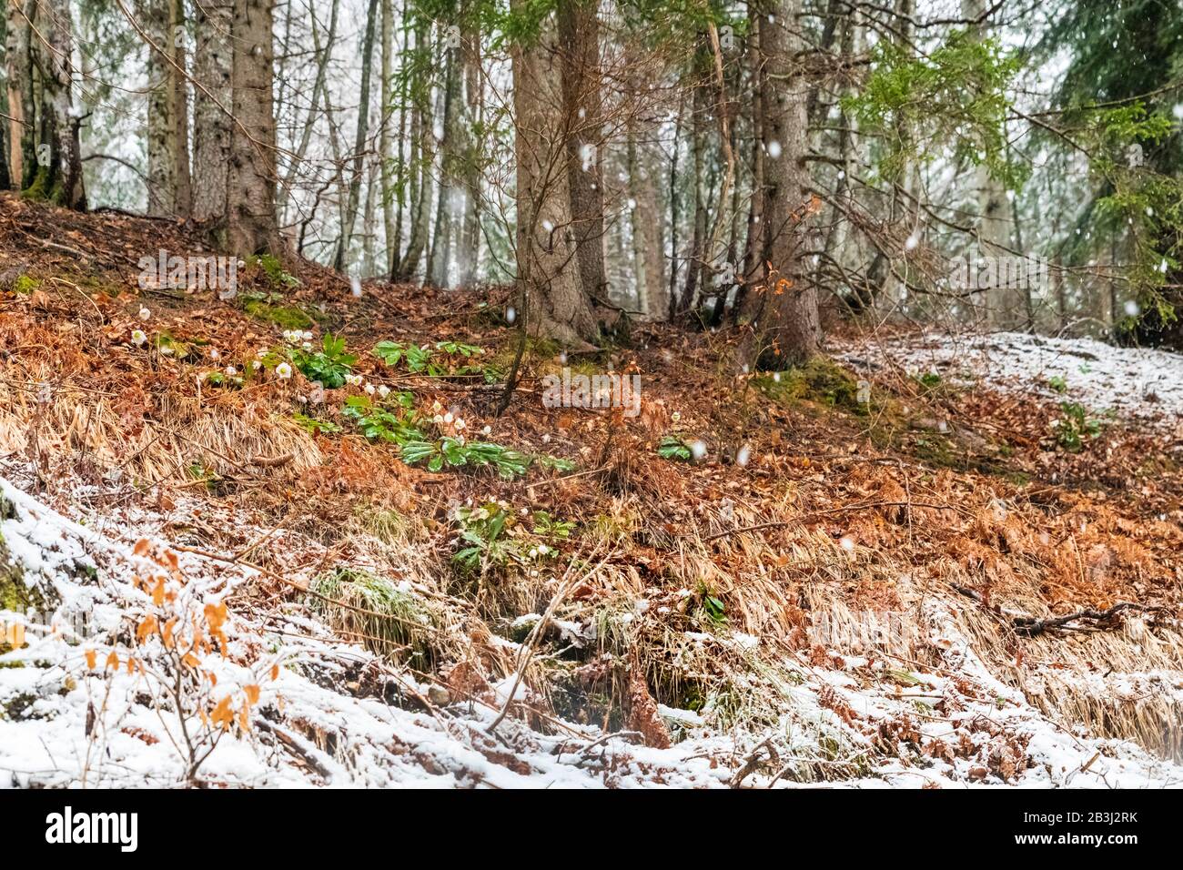 White and crimson hellebore hi-res stock photography and images - Alamy