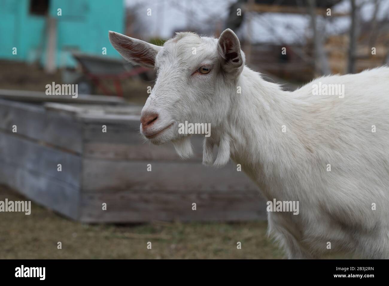 White Russian goat on the street Stock Photo - Alamy