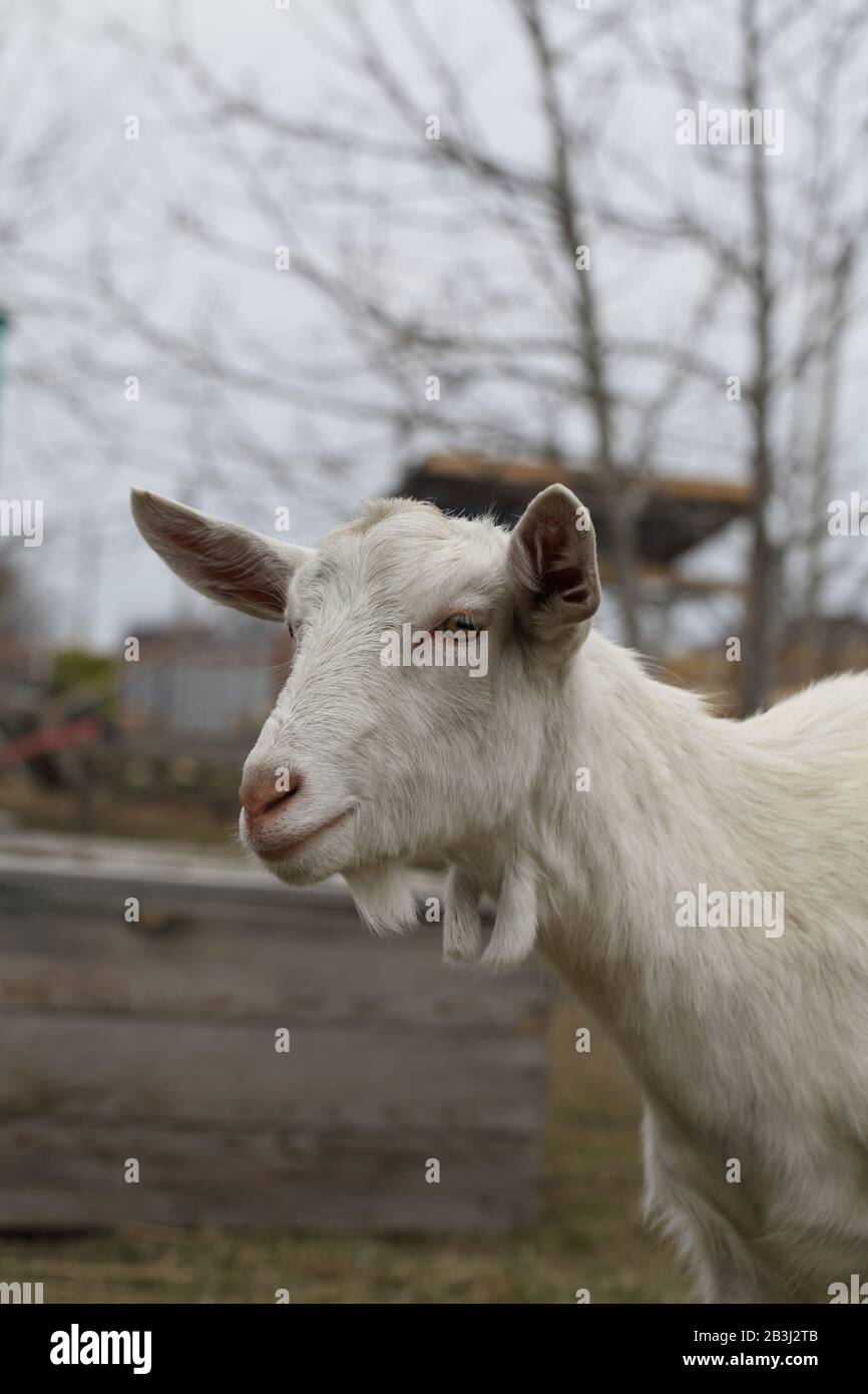 White Russian goat on the street Stock Photo - Alamy