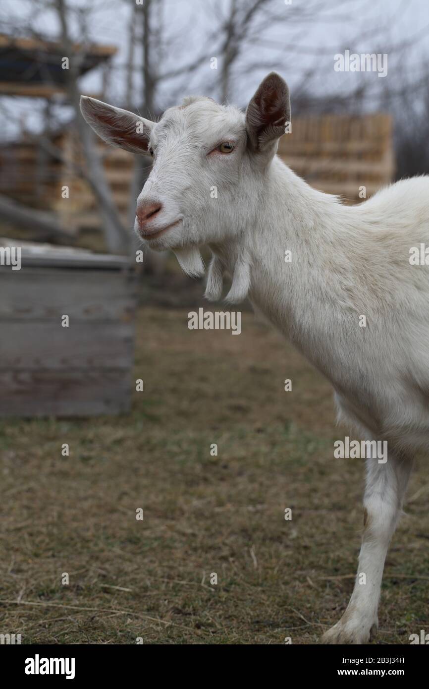 White Russian goat on the street Stock Photo - Alamy