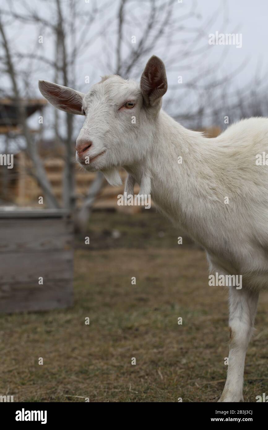 White Russian goat on the street Stock Photo - Alamy