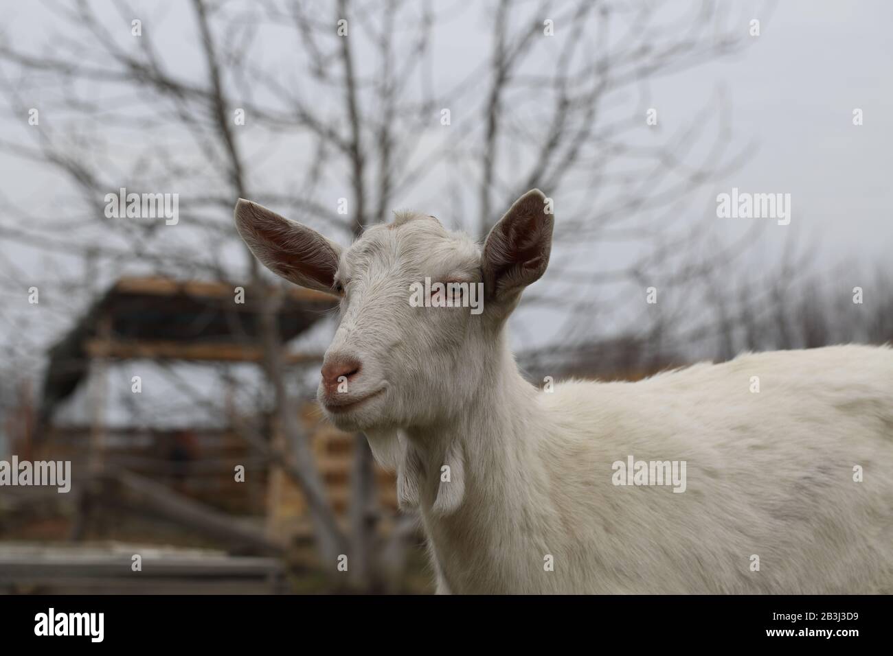 White Russian goat on the street Stock Photo - Alamy