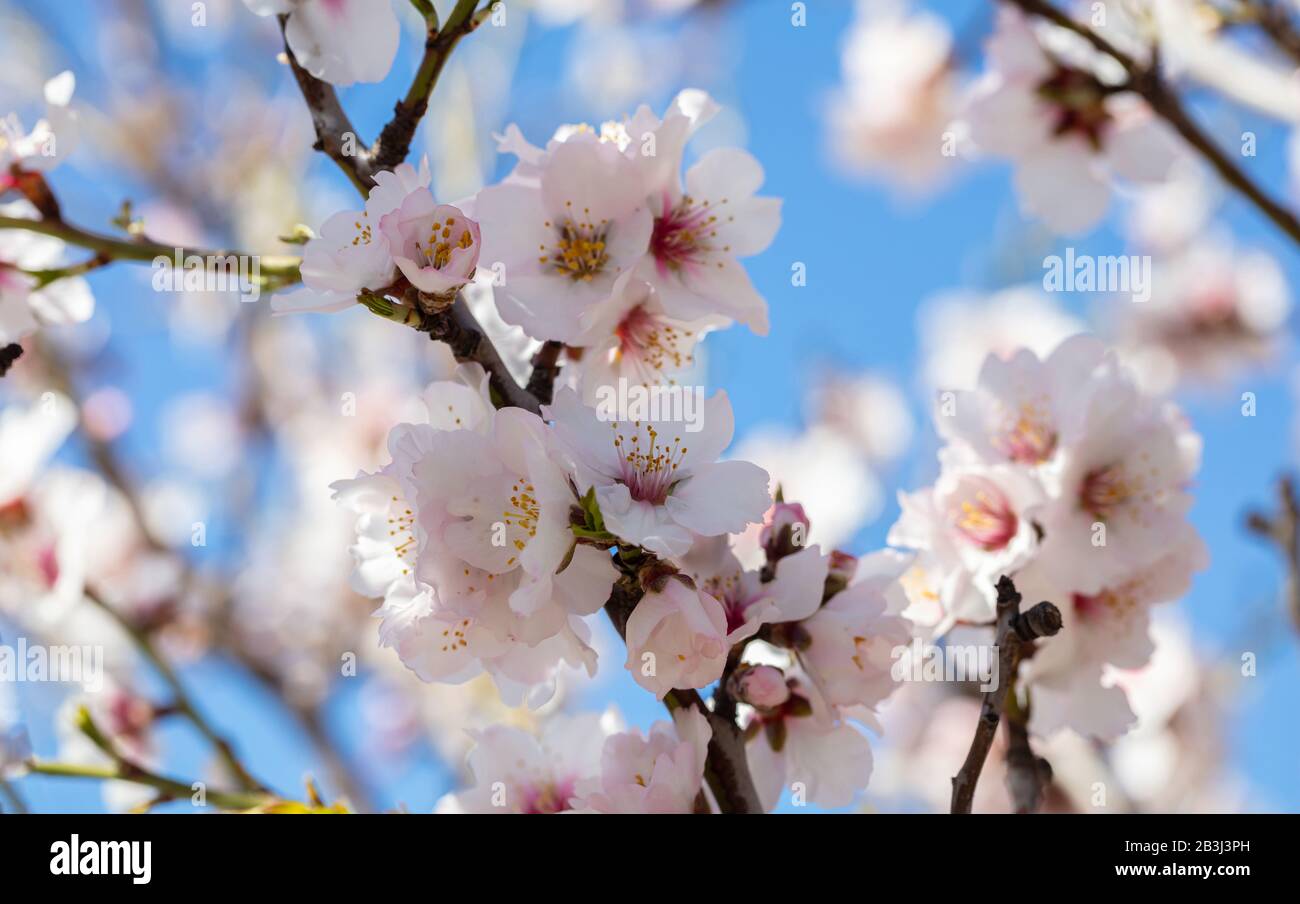 Almond tree spring blooming. White pink blossoms closeup, blue sky ...